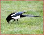 Magpie Larsen Trap | Live Catch Vermin Control | Collins Nets