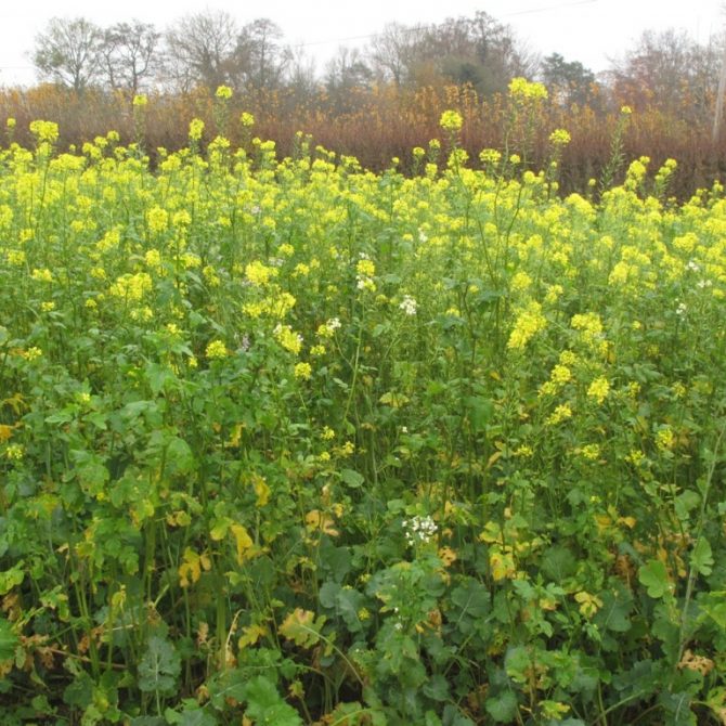 Cover Crops | Game Rearing | Pheasant & Partridge | Collins Nets