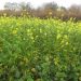 Cover Crops | Game Rearing | Pheasant & Partridge | Collins Nets