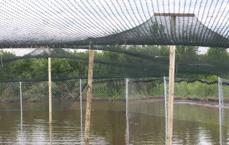 Anti Predator Bird Netting 100mm | Lakes Ponds & Fisheries Nets