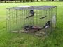 Magpie Larsen Trap | Live Catch Vermin Control | Collins Nets
