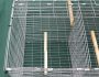 Magpie Larsen Trap | Live Catch Vermin Control | Collins Nets