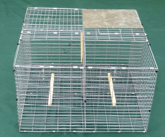 Magpie Larsen Trap | Live Catch Vermin Control | Collins Nets