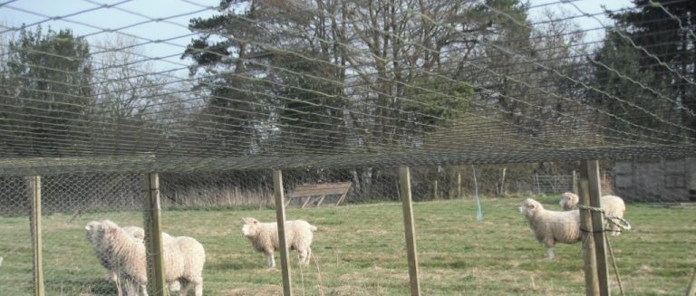 Laying Pen Netting 50mm (2") | Predator Pheasants Poultry | Collins Nets