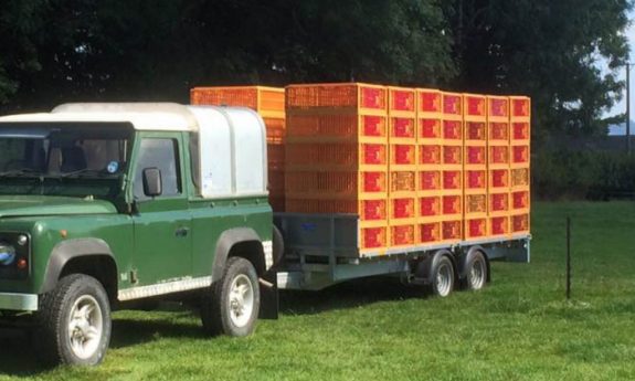 Poultry Transport Crate | Pheasant | Partridge | Game Rearing