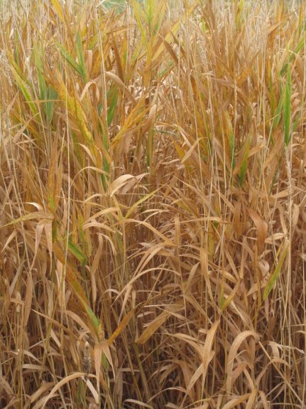 Cover Crops | Shooting Season | Game Rearing | Collins Nets Ltd