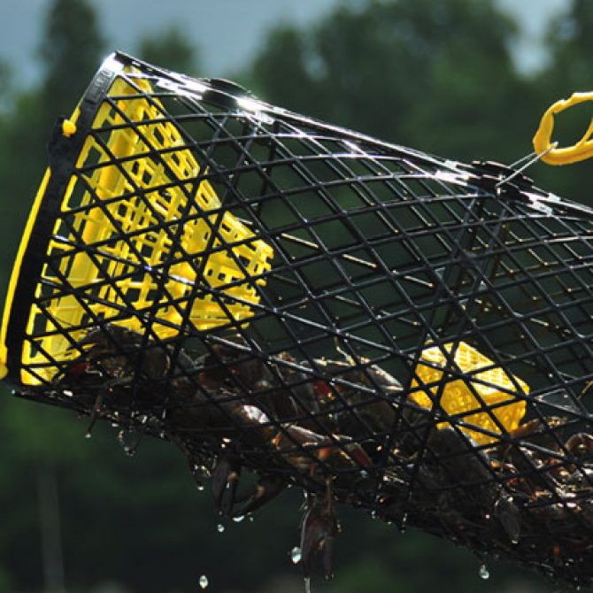 Trappy Crayfish Traps | Collins Nets | Buy Online