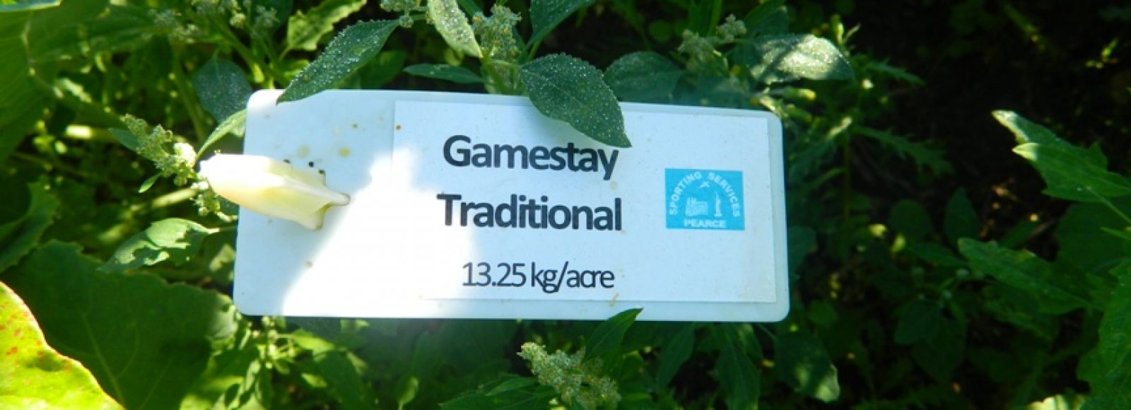 Game Cover Crops - Maize | Game Rearing | Collins Nets Ltd