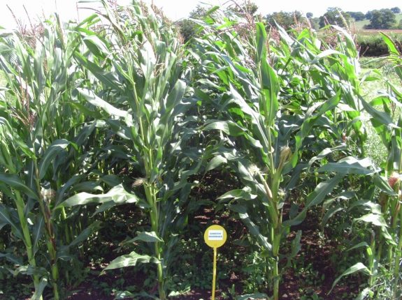 Game Cover Crops - Maize | Game Rearing | Collins Nets Ltd
