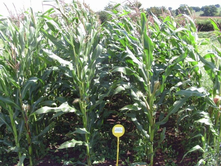 Game Cover Crops - Maize | Game Rearing | Collins Nets Ltd