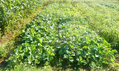 Cover Crops | Shooting Season | Game Rearing | Collins Nets Ltd