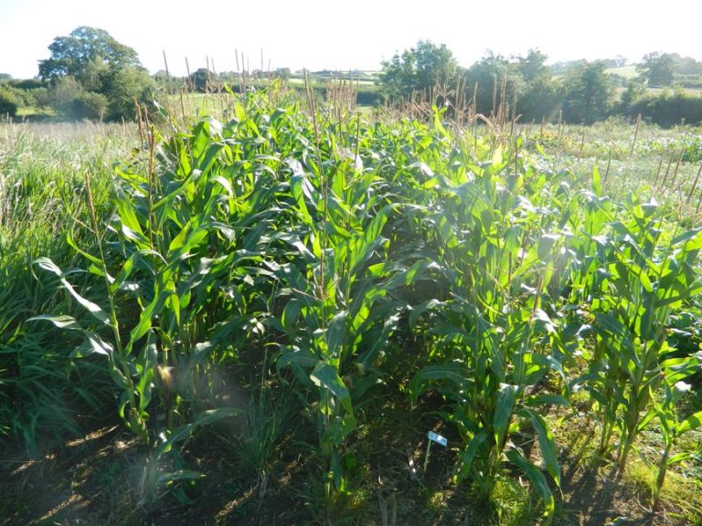 Game Cover Crops - Maize | Game Rearing | Collins Nets Ltd