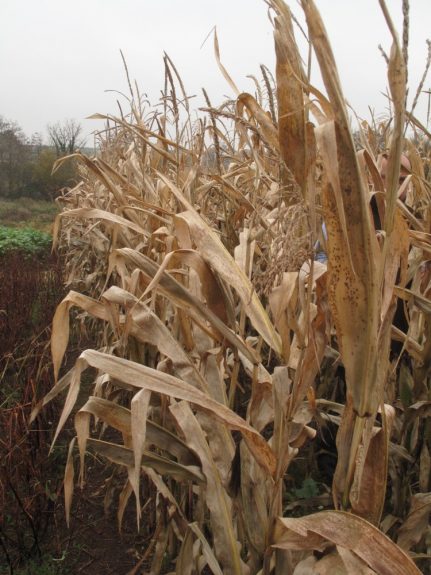 Game Cover Crops - Maize | Game Rearing | Collins Nets Ltd