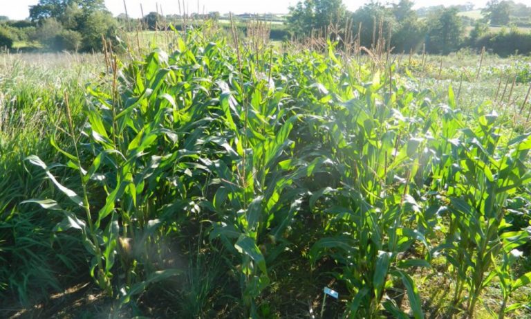 Game Cover Crops - Maize | Game Rearing | Collins Nets Ltd