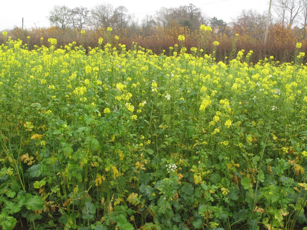 Game Cover Crops - Mixtures | Revival & Recoup | Collins Nets