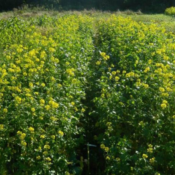 Cover Crops | Game Rearing | Pheasant & Partridge | Collins Nets