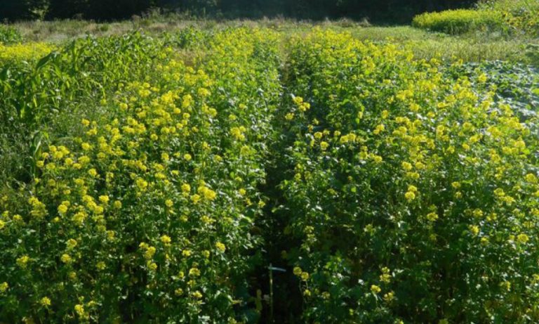 Game Cover Crops - Mixtures | Revival & Recoup | Collins Nets
