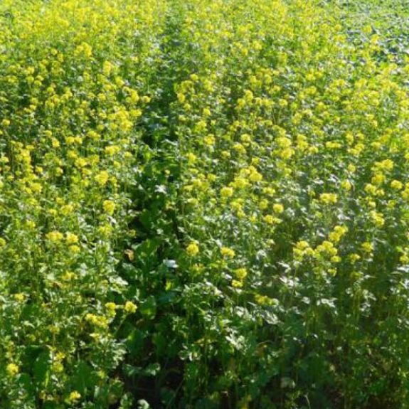 Cover Crops | Game Rearing | Pheasant & Partridge | Collins Nets