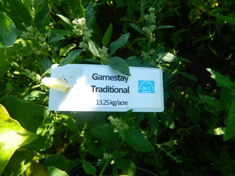 Gamestay Traditional Cover Crop - per acre pack | Collins Nets
