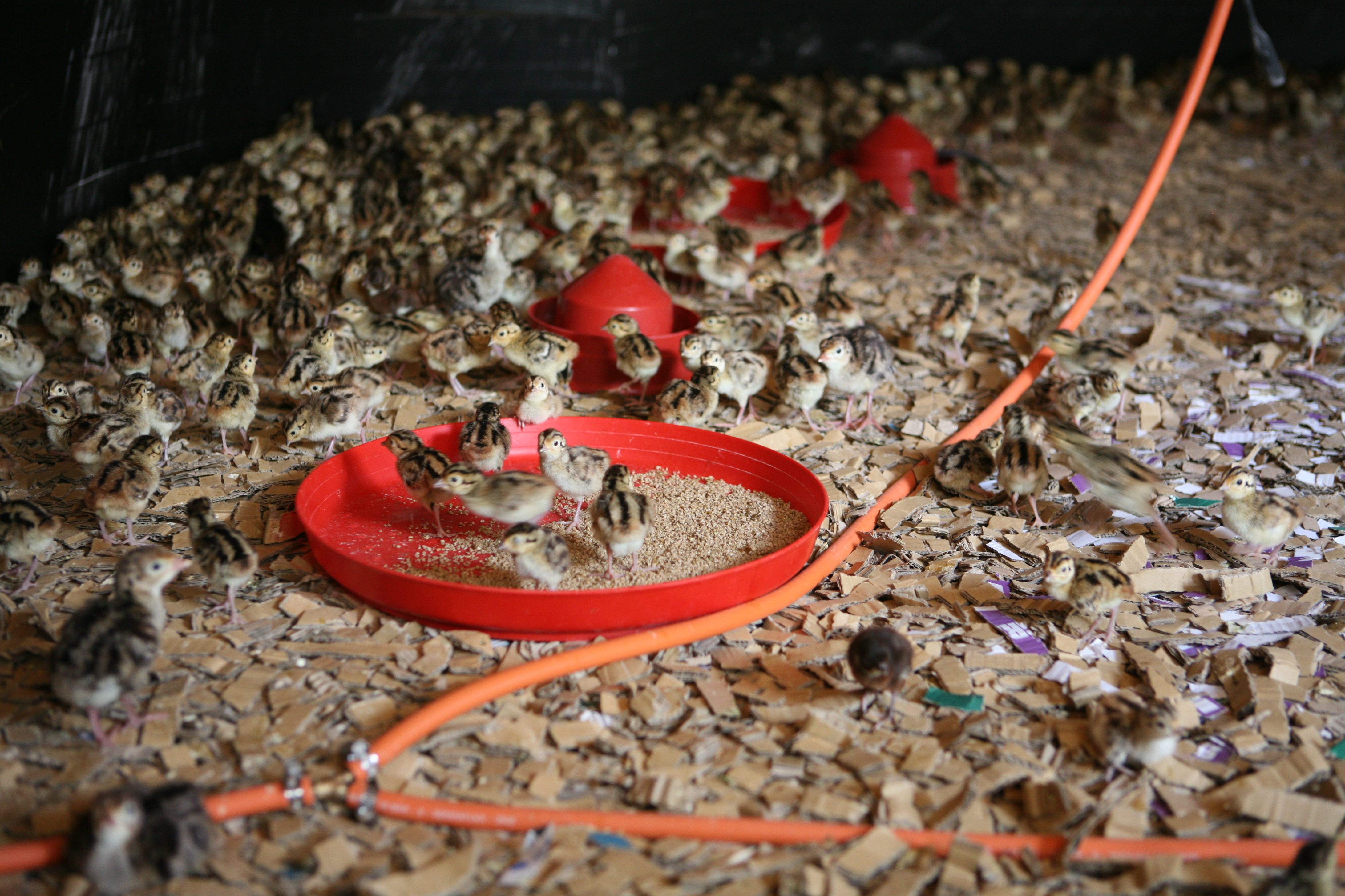 Choosing the Best Game Bird Feeders, Drinkers & Brooders