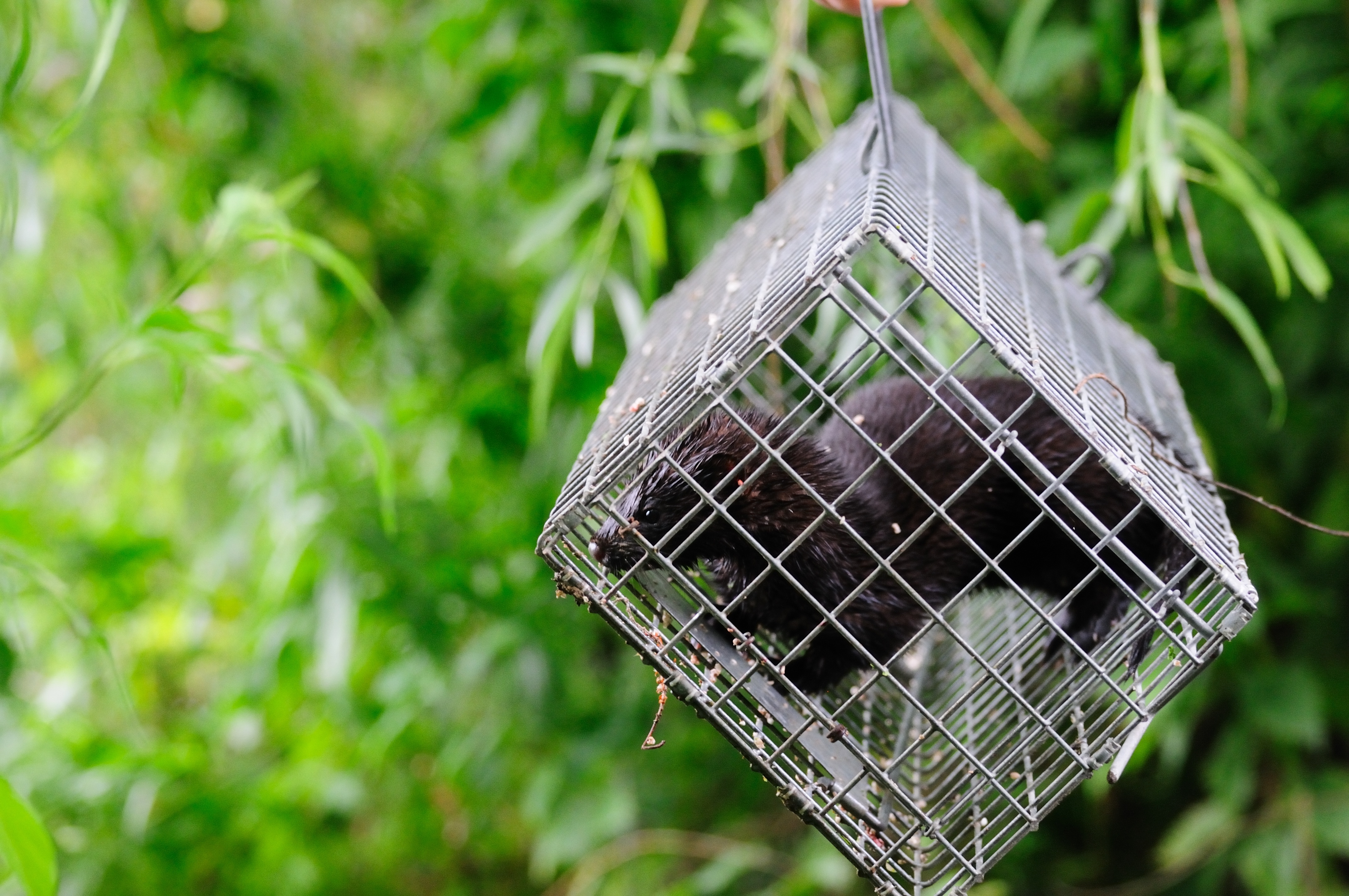 Controlling American Mink in the UK | Fisheries Game Poultry