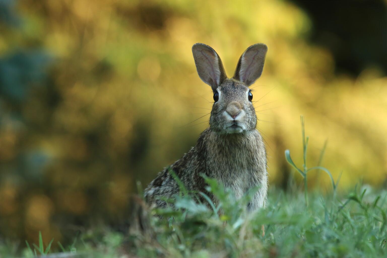 How to Set Up a Live Catch Rabbit Trap | Collins Nets