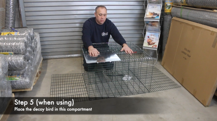 How to Set Up a Magpie Larsen Trap | Collins Nets