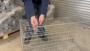How to Set Up a Fox Trap | Collins Nets