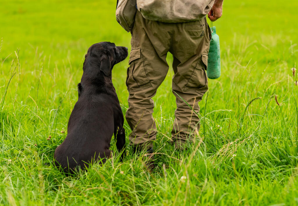 Choosing the Best Working Dog Accessories | Shooting Season
